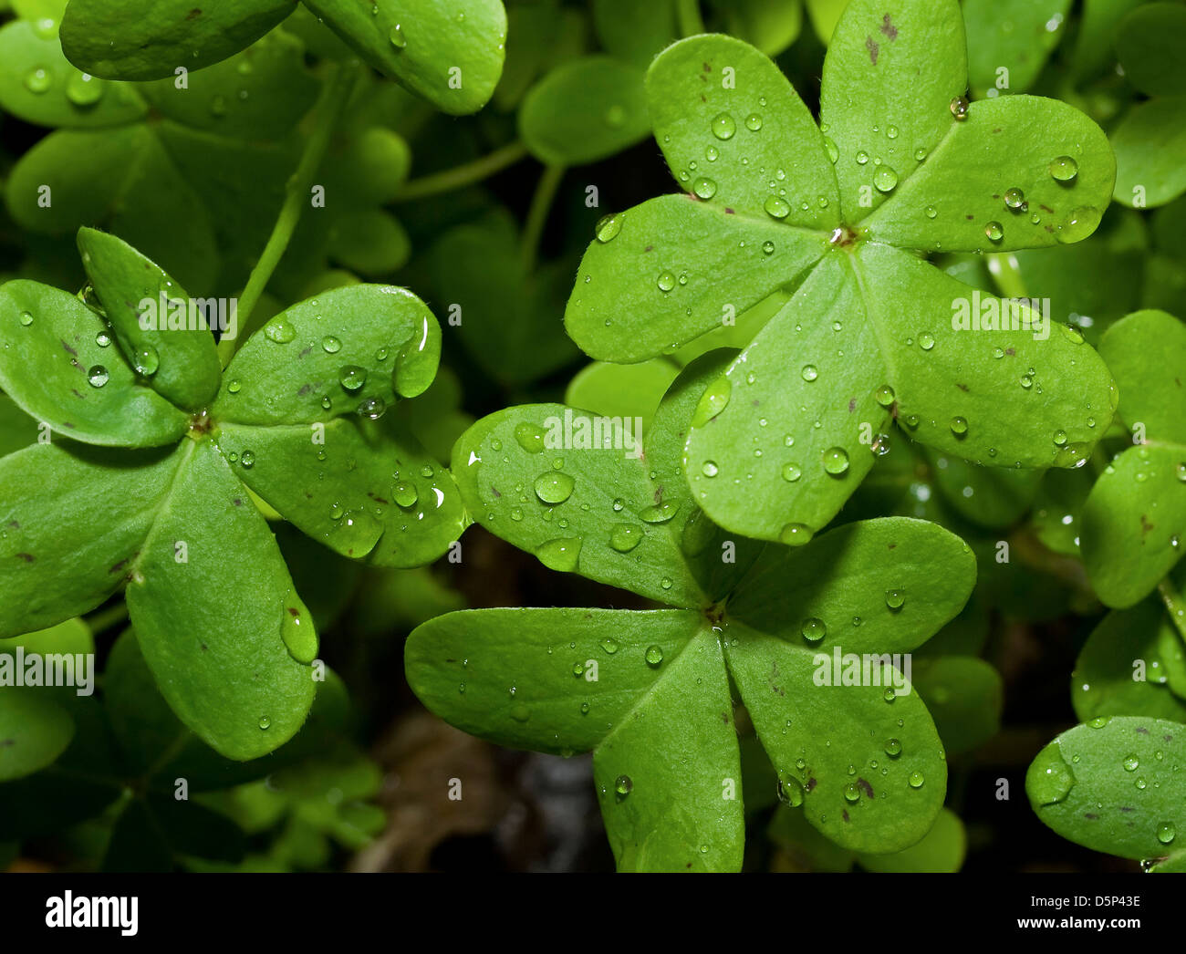Clovers with raindrops Stock Photo - Alamy