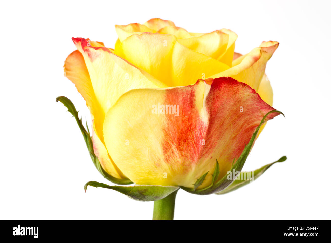 yellow rose close up on white background Stock Photo - Alamy