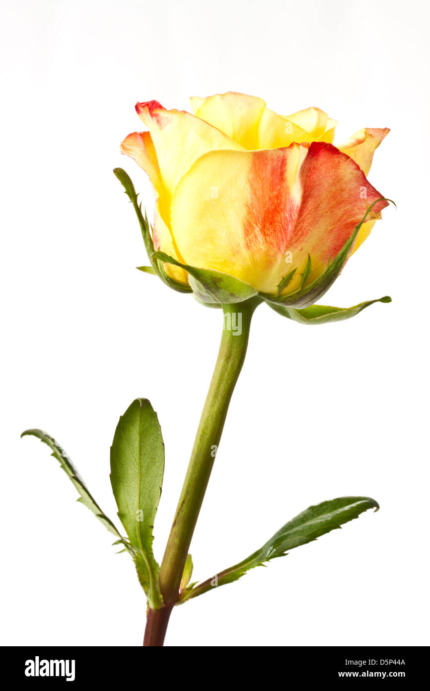 yellow rose close up on white background Stock Photo - Alamy
