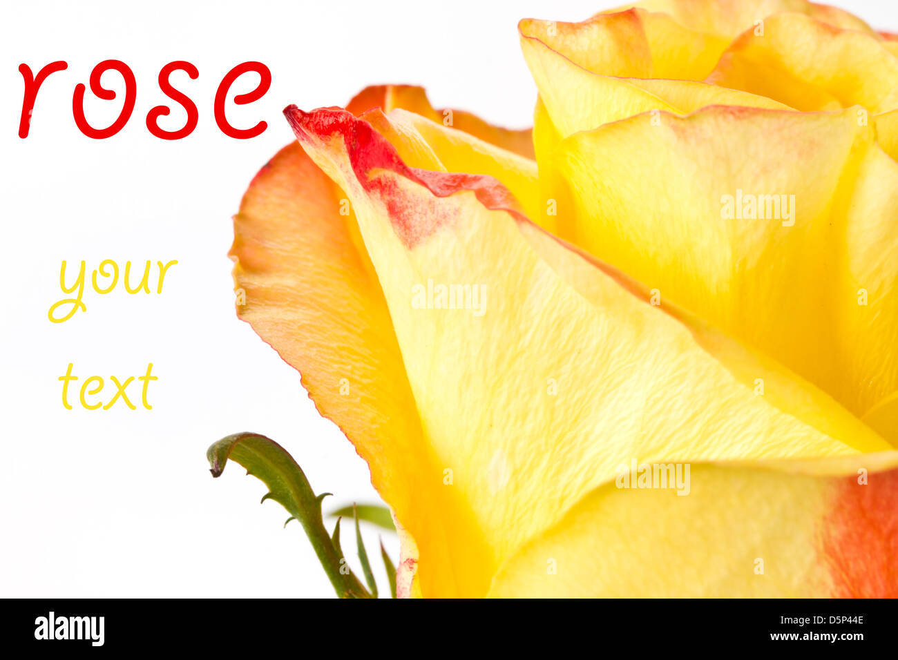 yellow rose close up on white background Stock Photo - Alamy