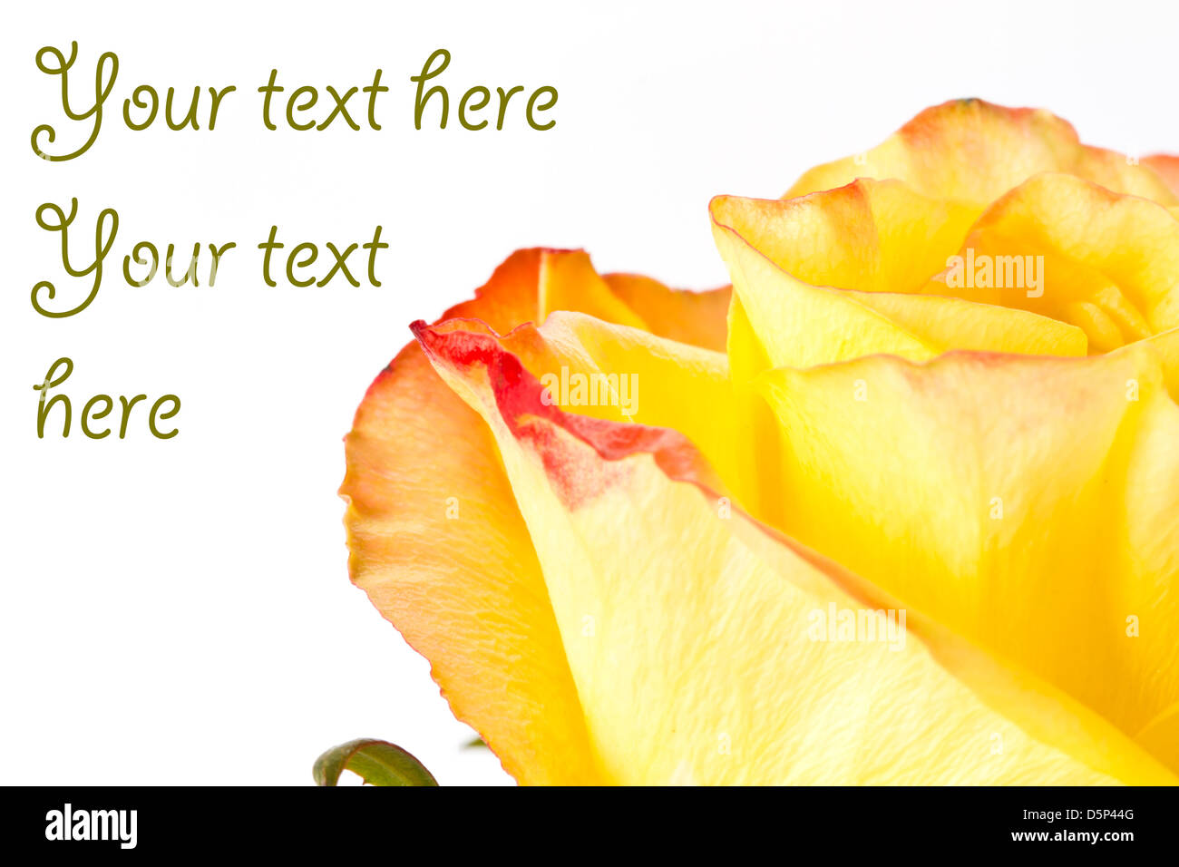 yellow rose close up on white background Stock Photo - Alamy