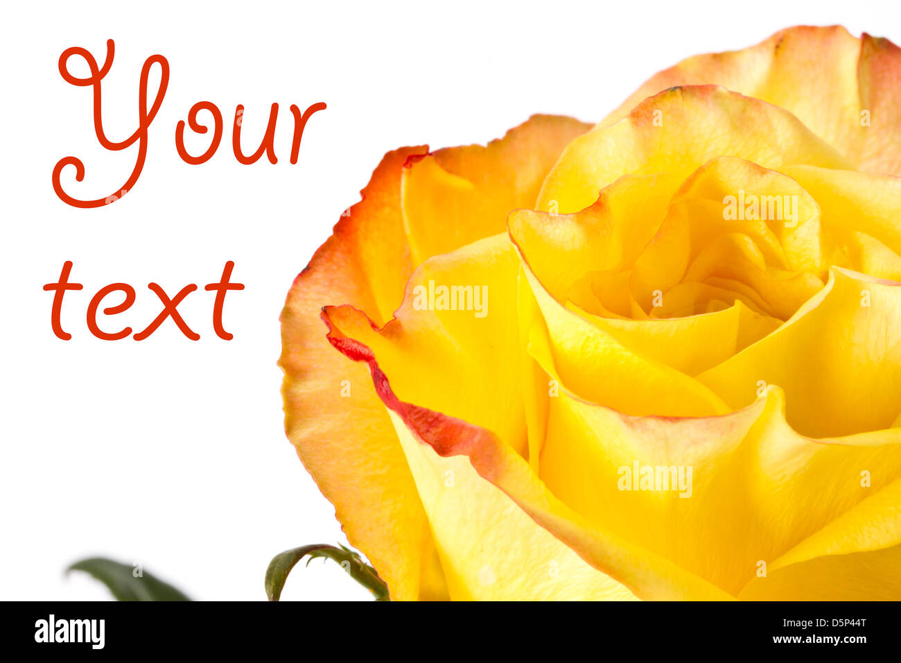 yellow rose close up on white background Stock Photo - Alamy