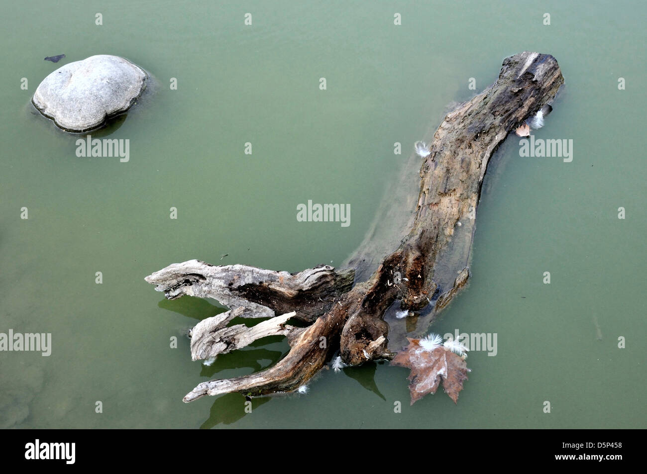 log floating in the lake Roca del Valles Stock Photo - Alamy