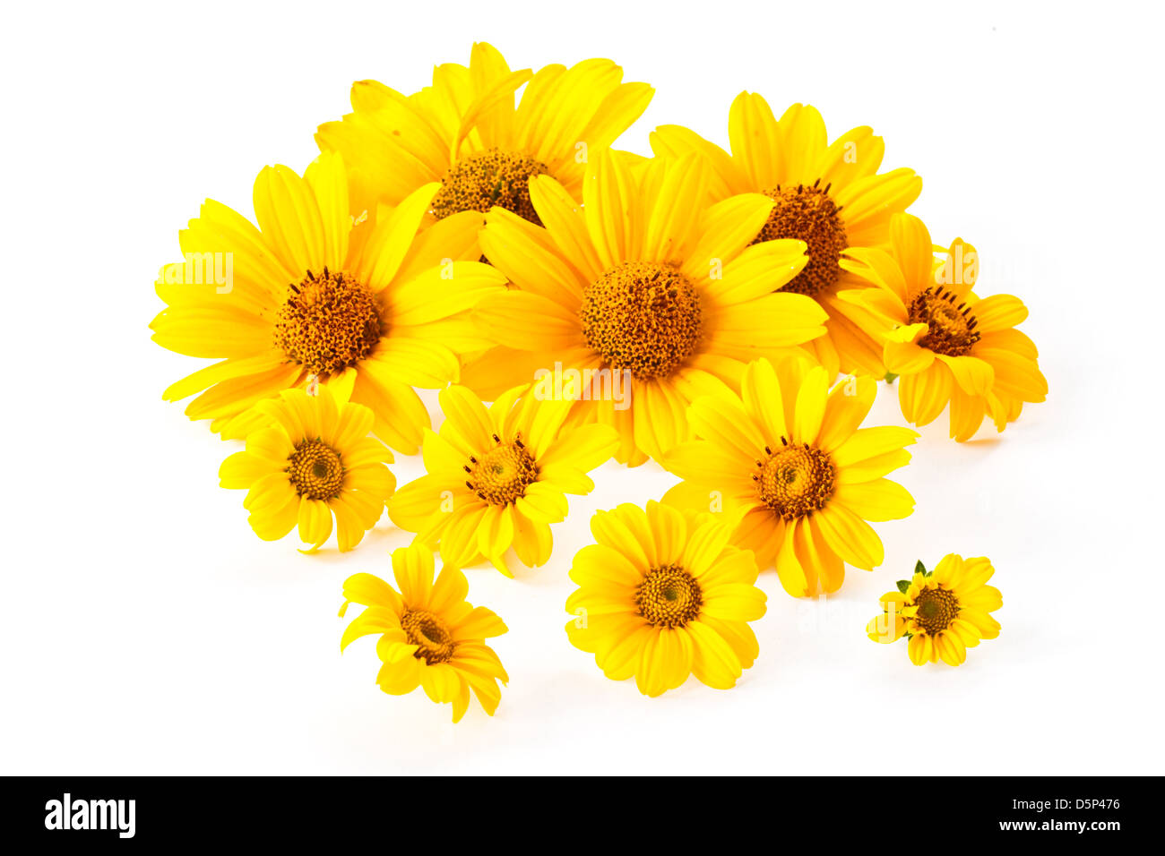 yellow beautiful flowers on a white background Stock Photo - Alamy