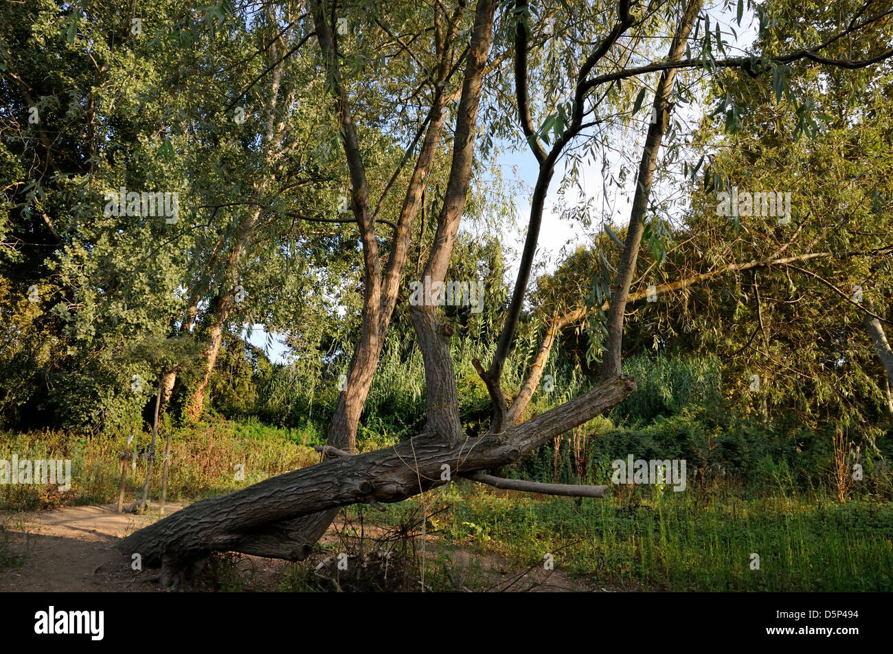 Big branched tree hi-res stock photography and images - Alamy