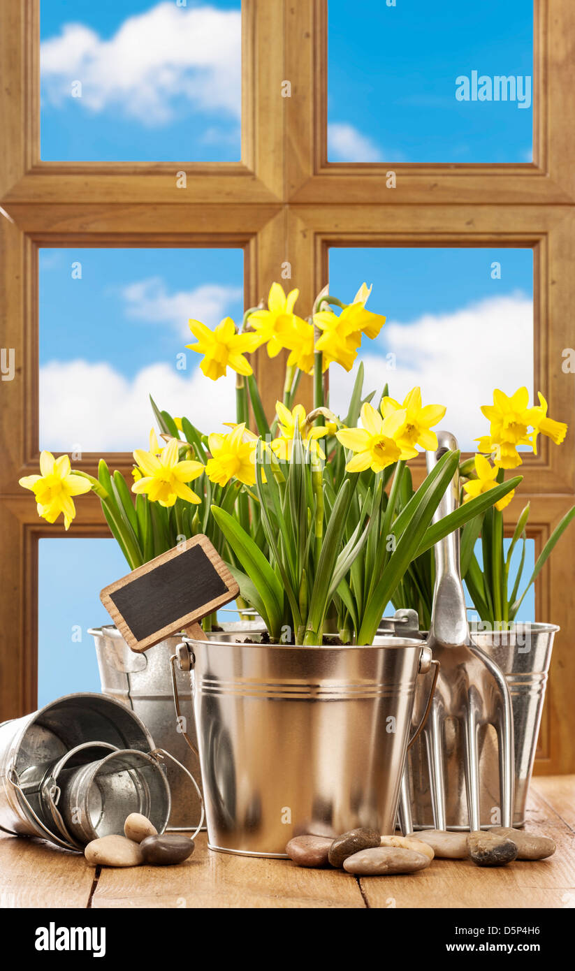 Spring window with pots of daffodils and garden fork Stock Photo - Alamy