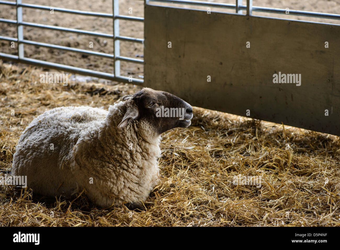 Sheep lying down sheep hi-res stock photography and images - Alamy