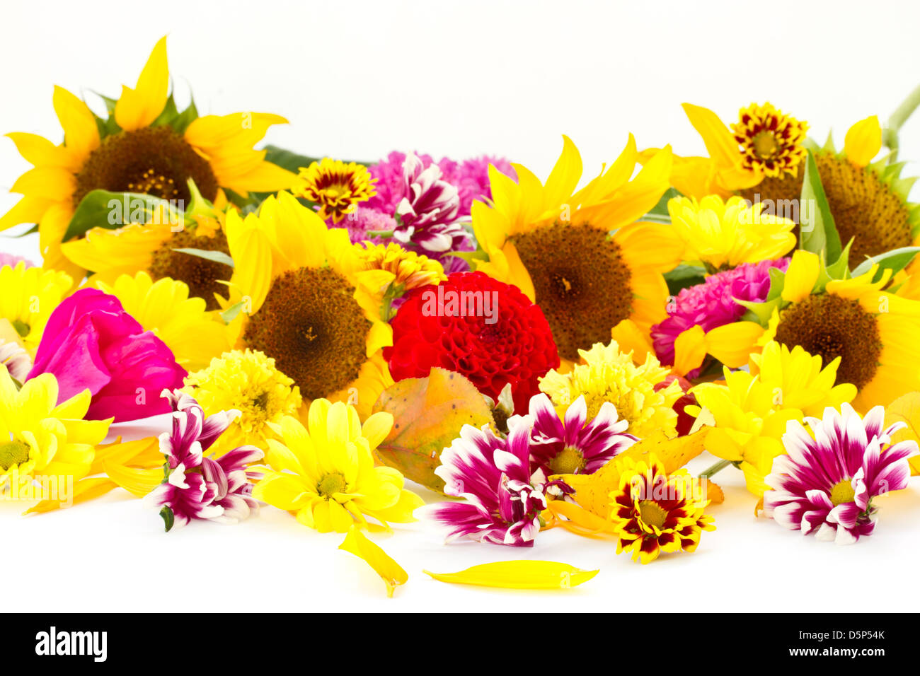 many beautiful fall colors on a white background Stock Photo - Alamy