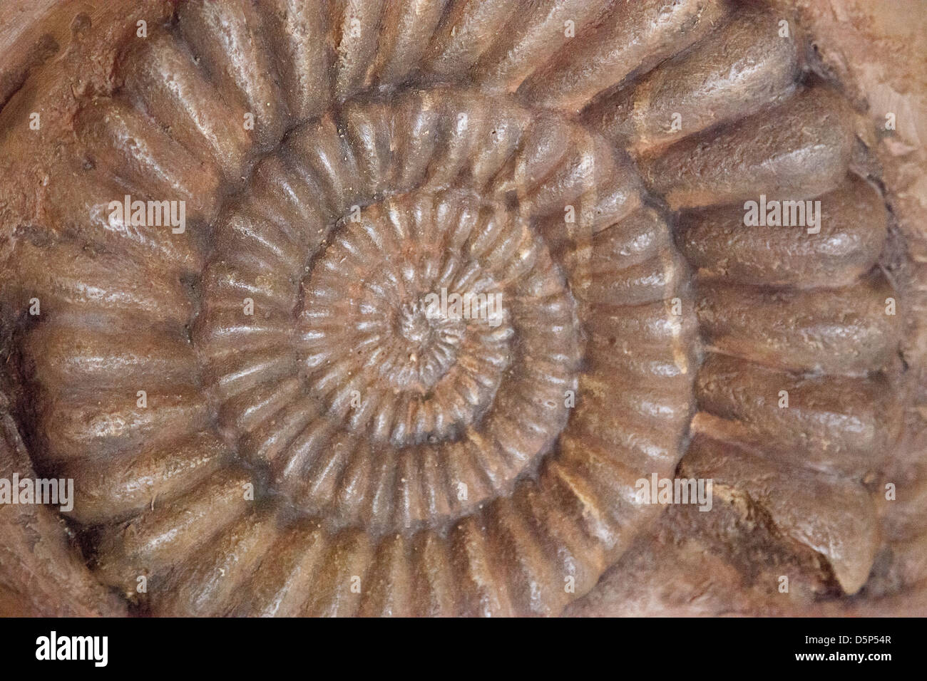 Spiral shape hi-res stock photography and images - Alamy