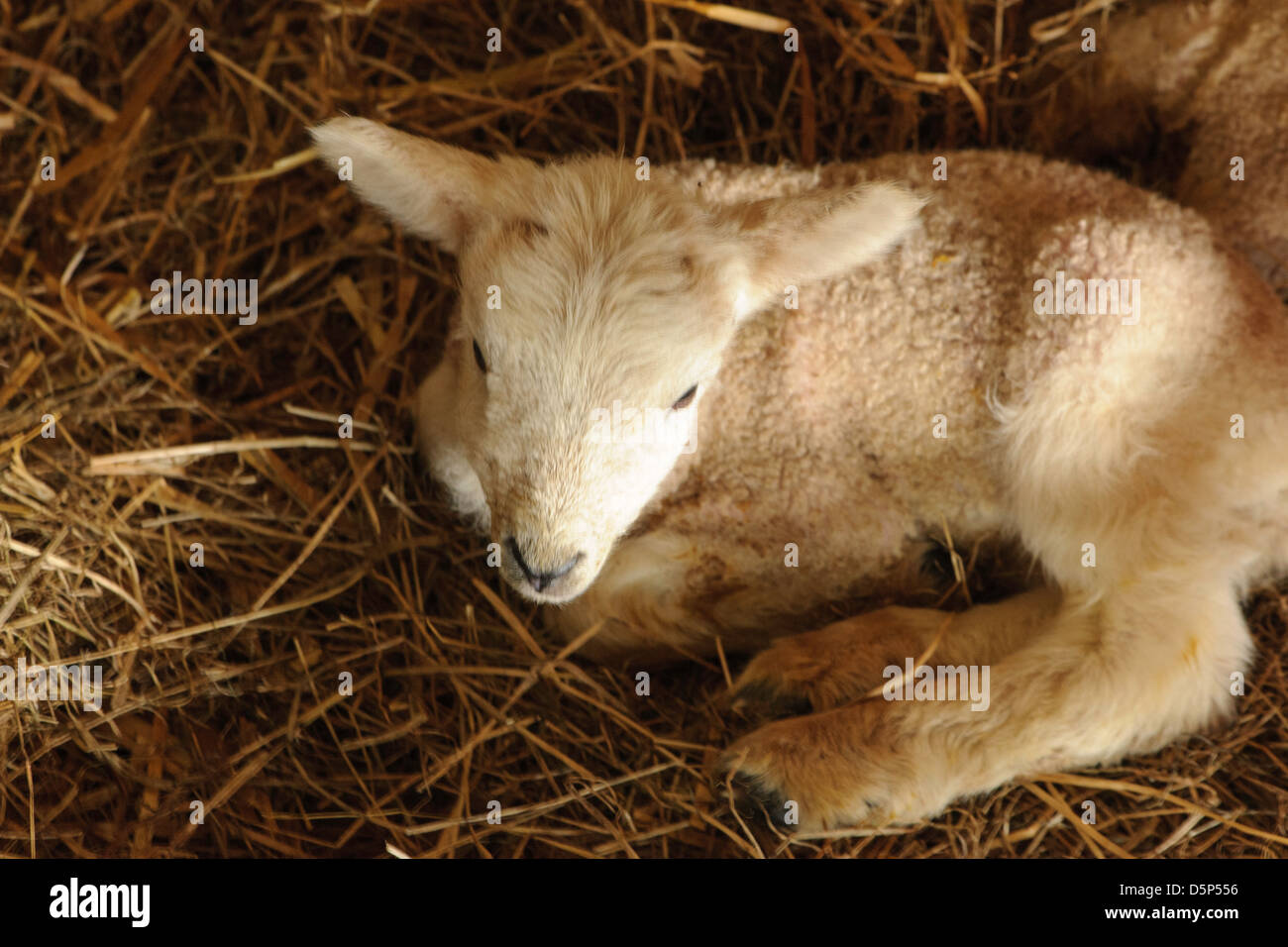 Day old lamb lying on straw Stock Photo - Alamy