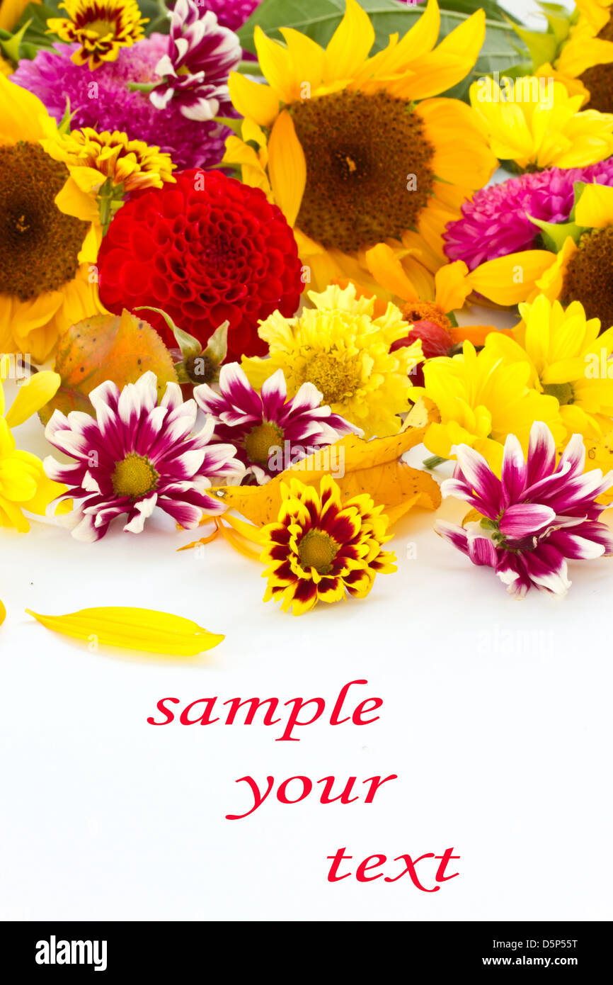 many beautiful fall colors on a white background Stock Photo - Alamy