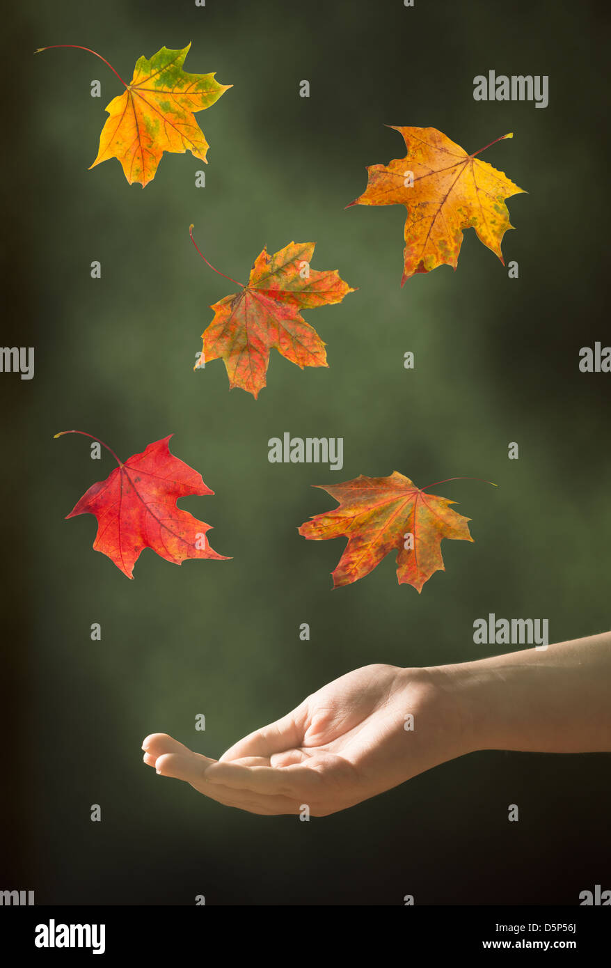 Hand catching falling leaves hi-res stock photography and images - Alamy