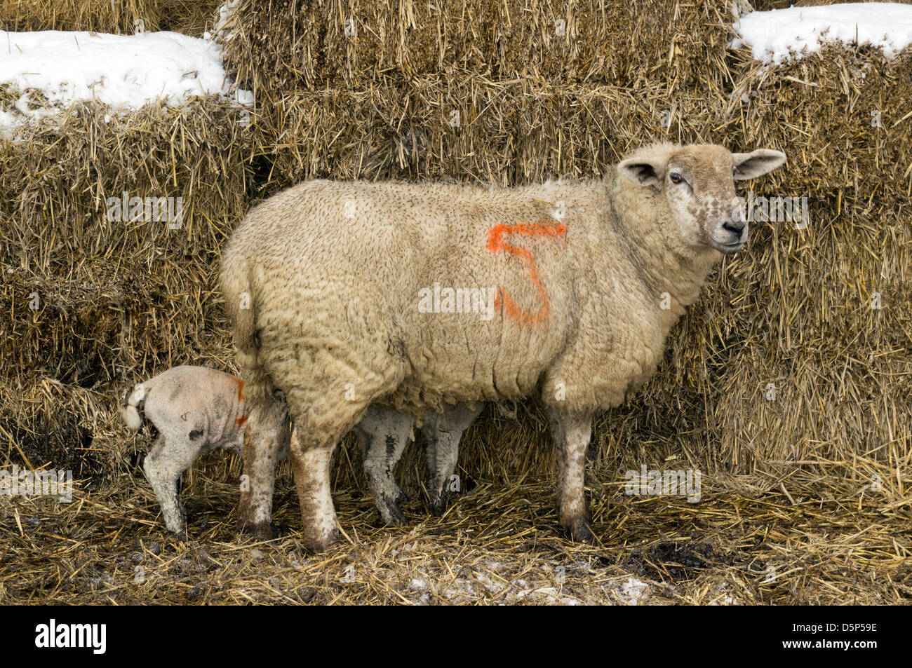 An ewe and her two lambs keeping warm by bales of straw Stock Photo - Alamy
