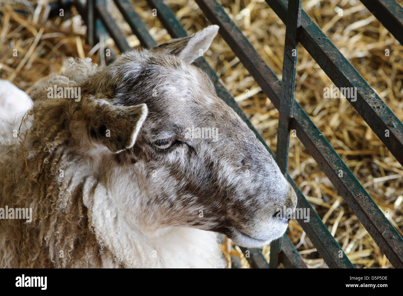 Close up of sheep, she is in a barn having just given birth Stock Photo ...