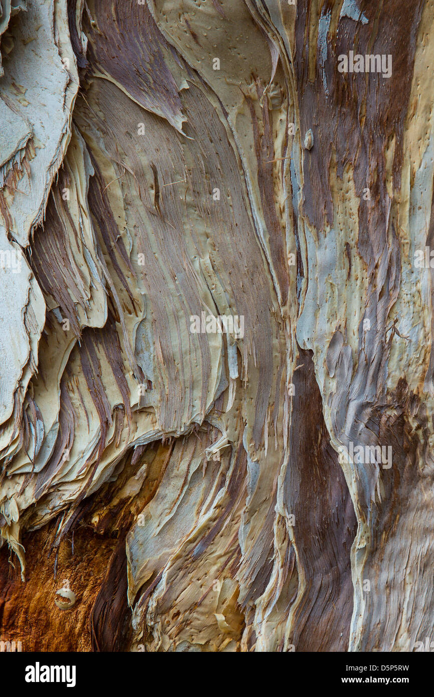 Bark tree florida hi-res stock photography and images - Alamy