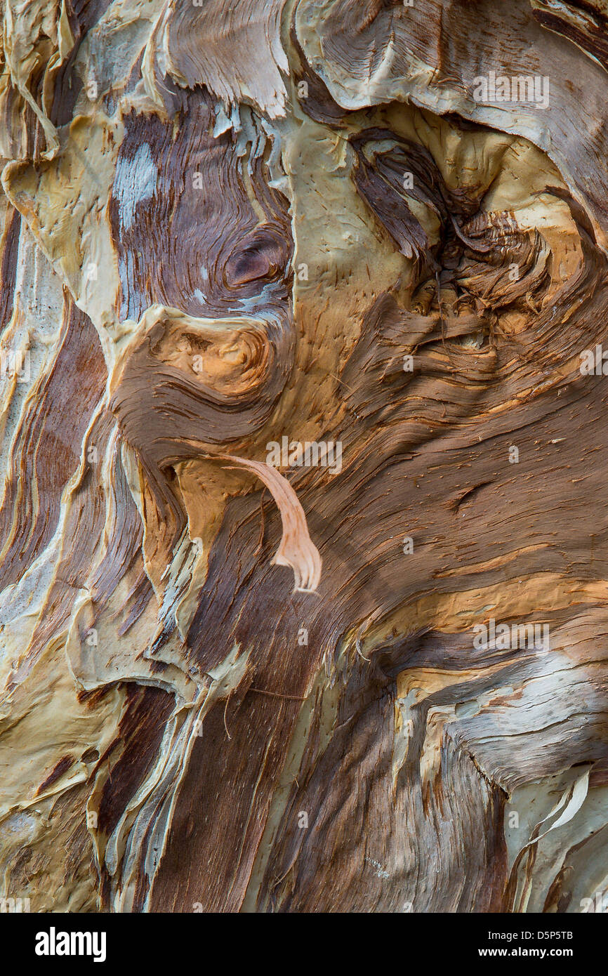 Bark tree florida hi-res stock photography and images - Alamy
