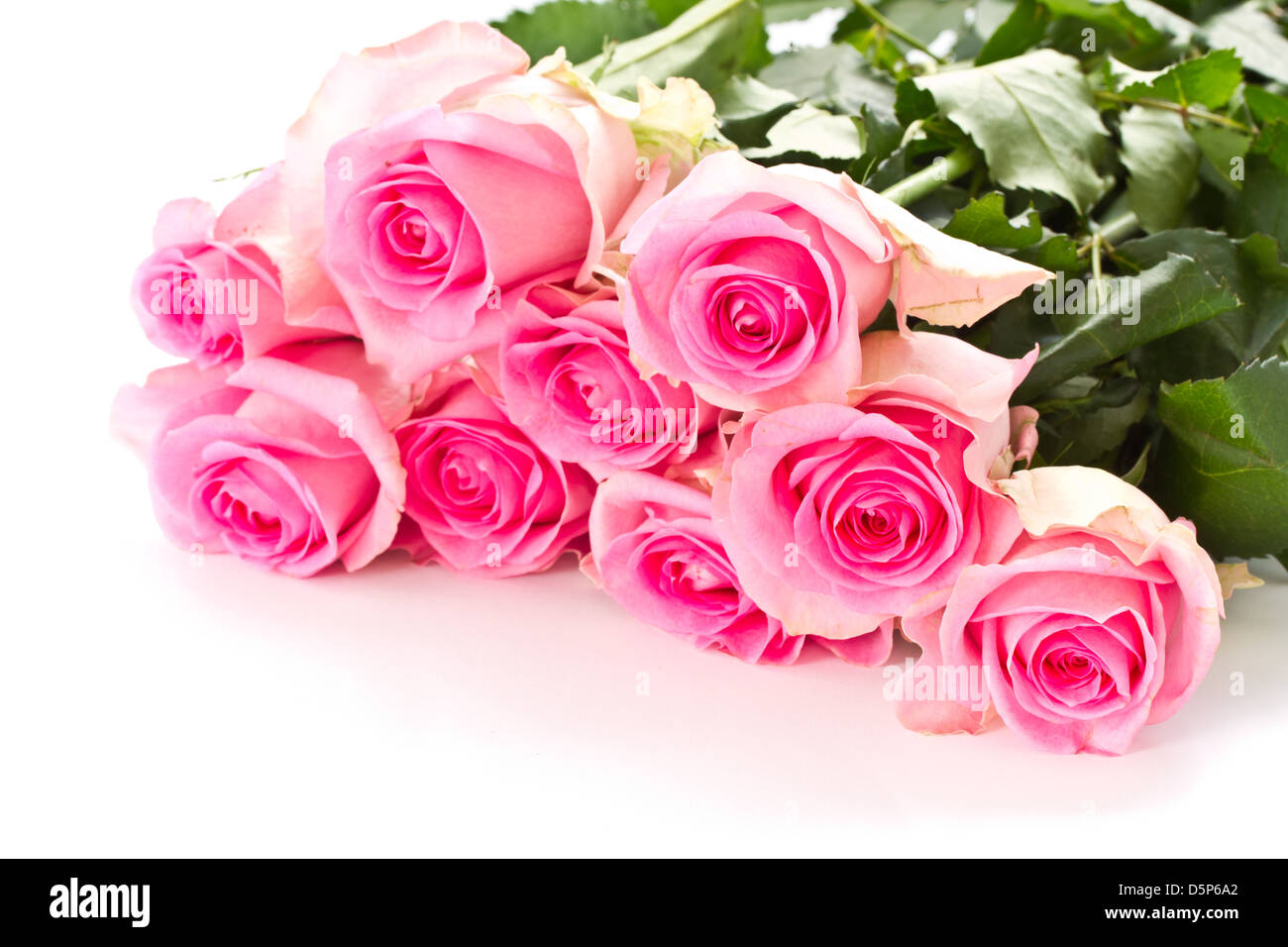 beautiful natural pink rose on white background Stock Photo - Alamy