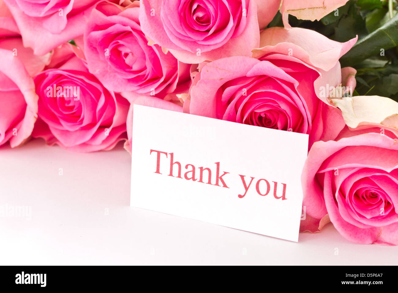 beautiful natural pink rose on white background Stock Photo - Alamy