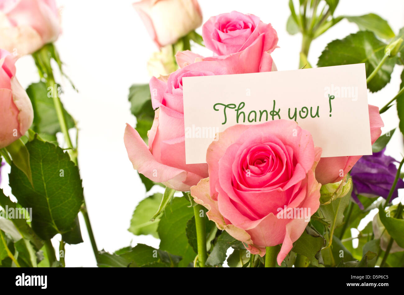 beautiful natural pink rose on white background Stock Photo - Alamy