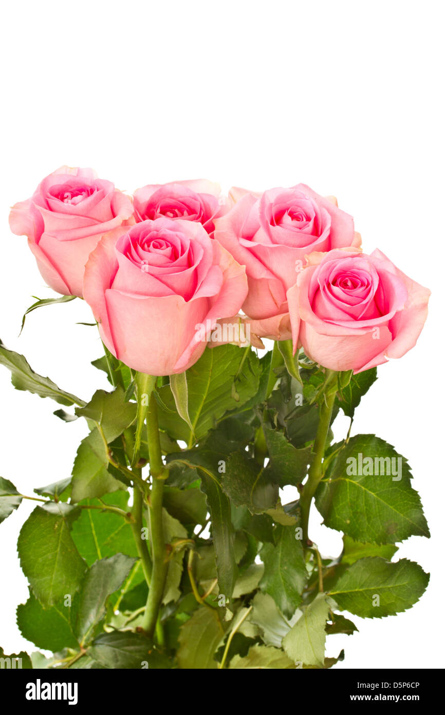 beautiful natural pink rose on white background Stock Photo - Alamy