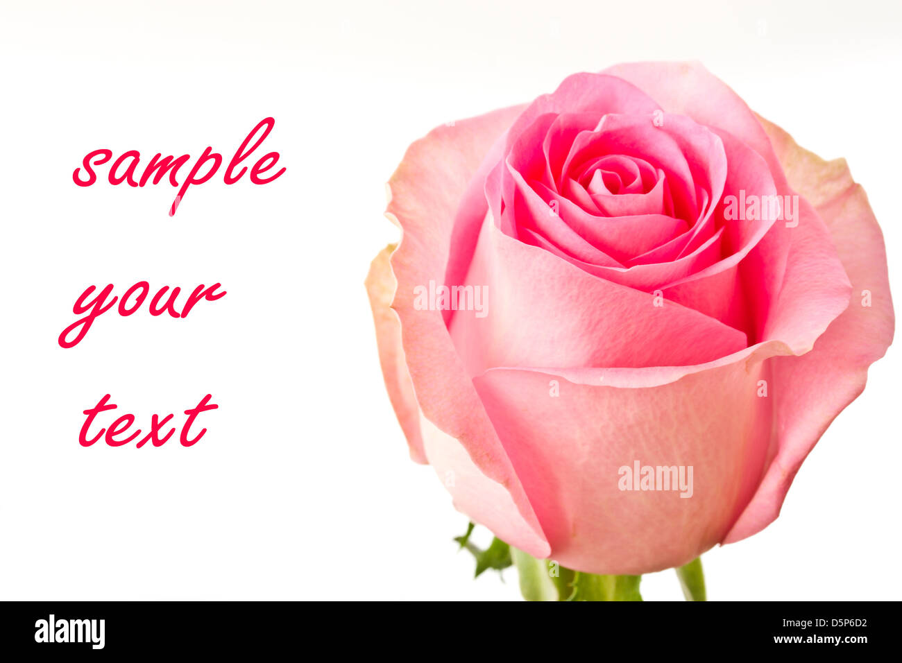 beautiful natural pink rose on white background Stock Photo - Alamy