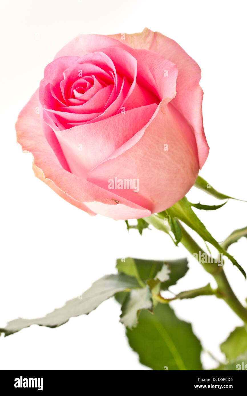 beautiful natural pink rose on white background Stock Photo - Alamy