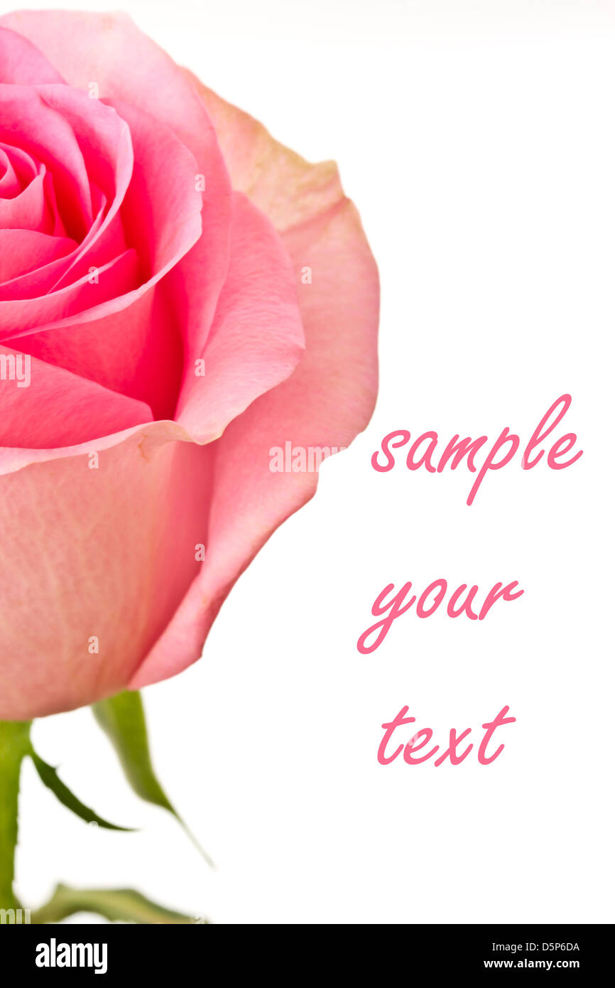 beautiful natural pink rose on white background Stock Photo - Alamy