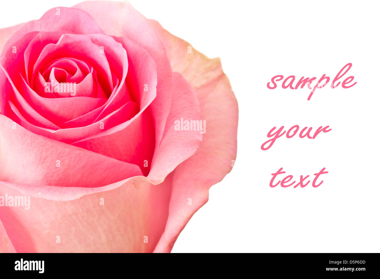 beautiful natural pink rose on white background Stock Photo - Alamy