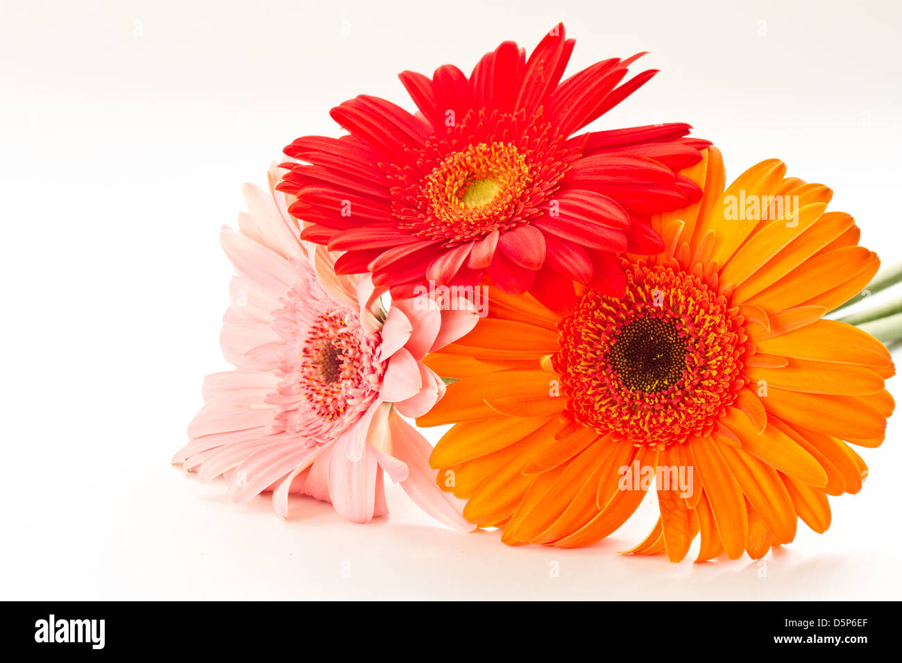 Beautiful bright colored gerbera on white background Stock Photo - Alamy