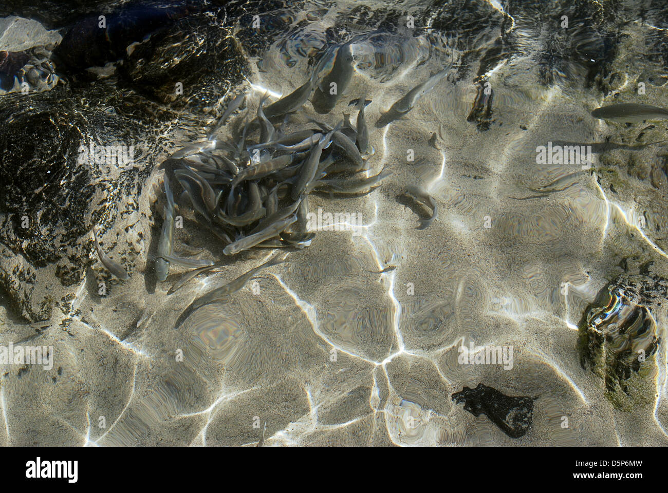 fish in the sea together eating Stock Photo - Alamy