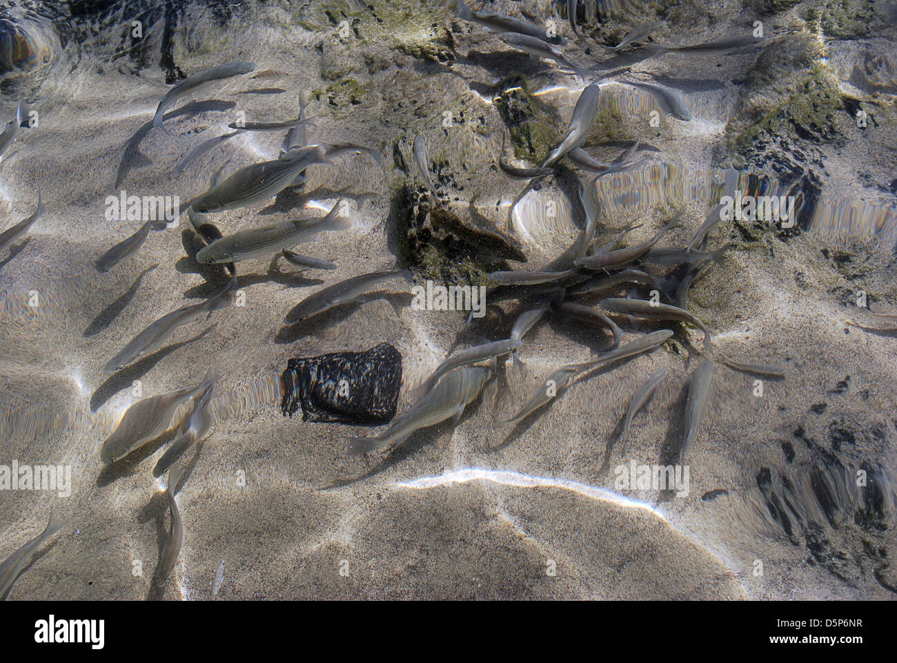 fish in the sea together eating Stock Photo - Alamy