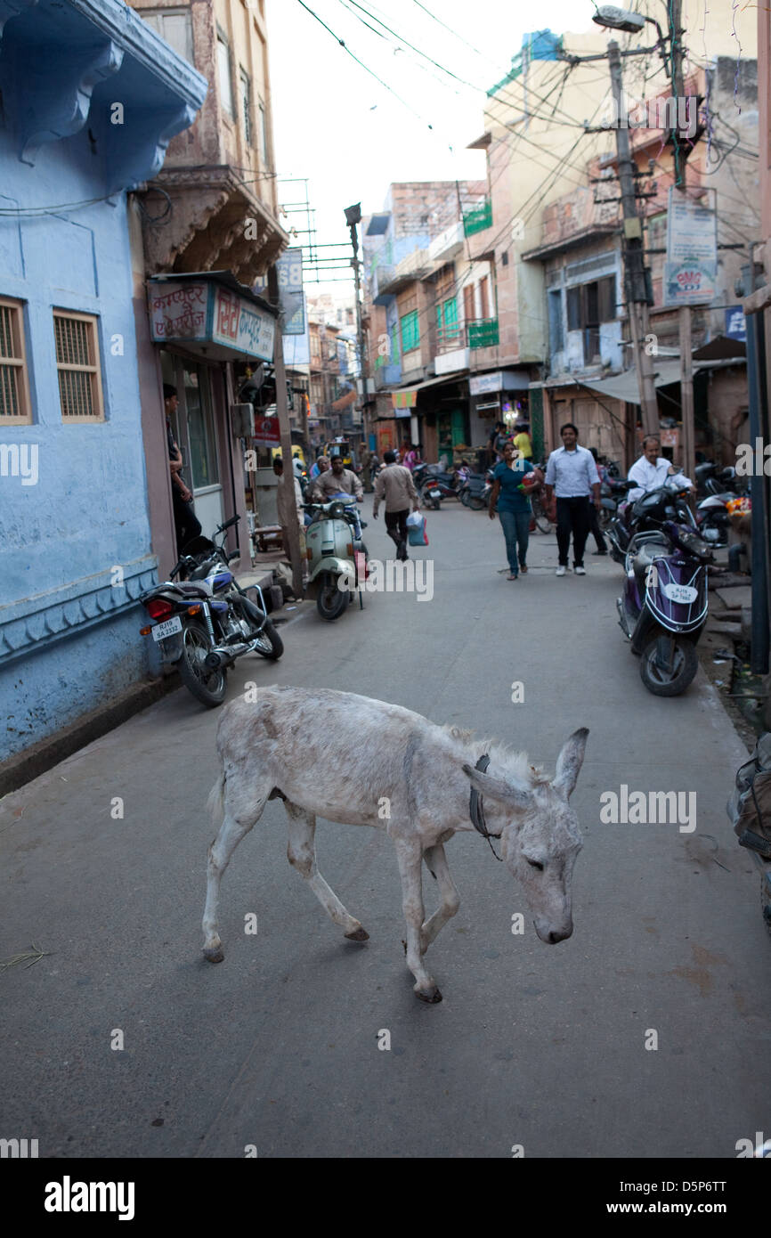 Indian donkey hi-res stock photography and images - Alamy