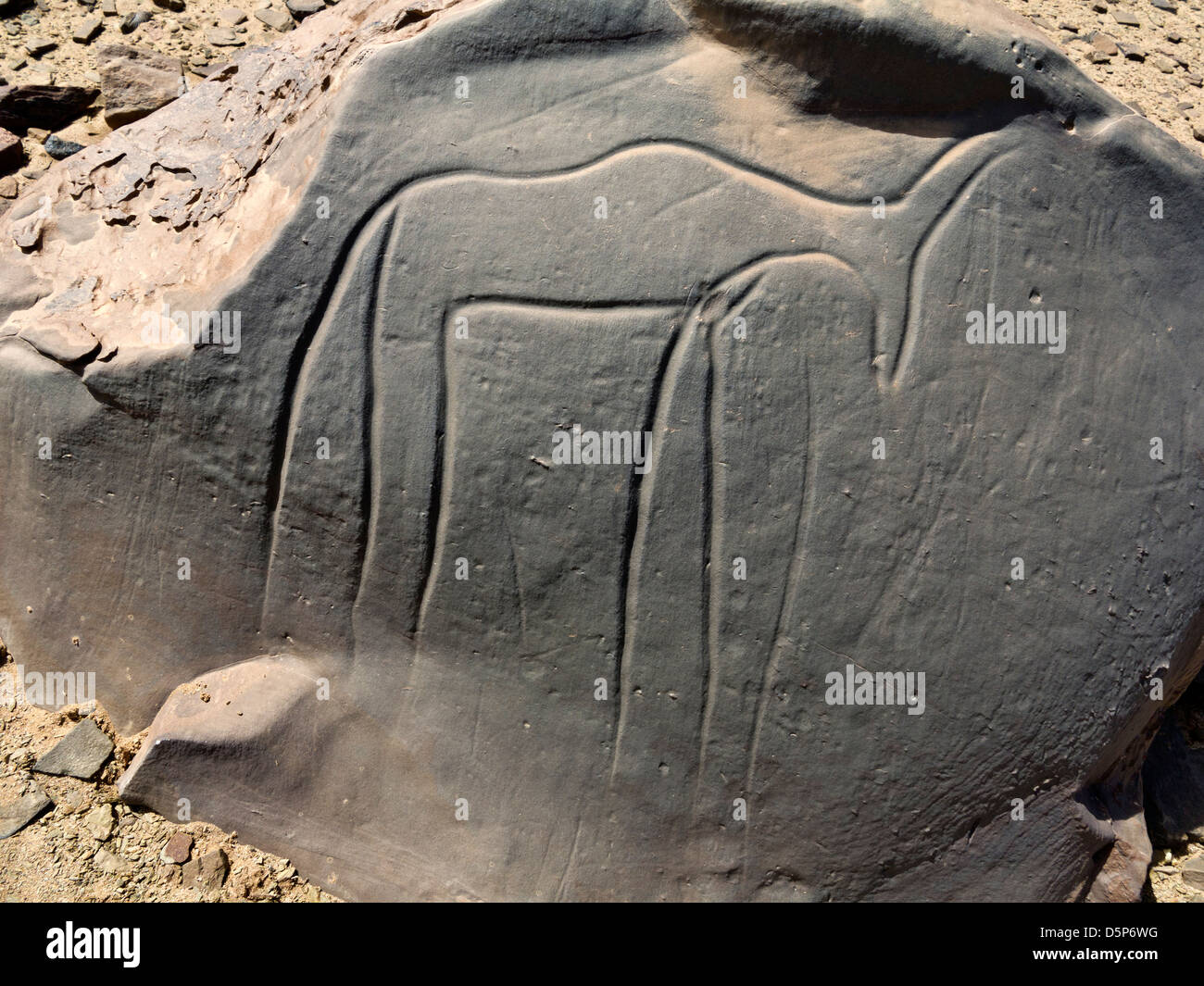 Prehistoric rock carvings at Oum Aleg on the Tata to Akka road in ...