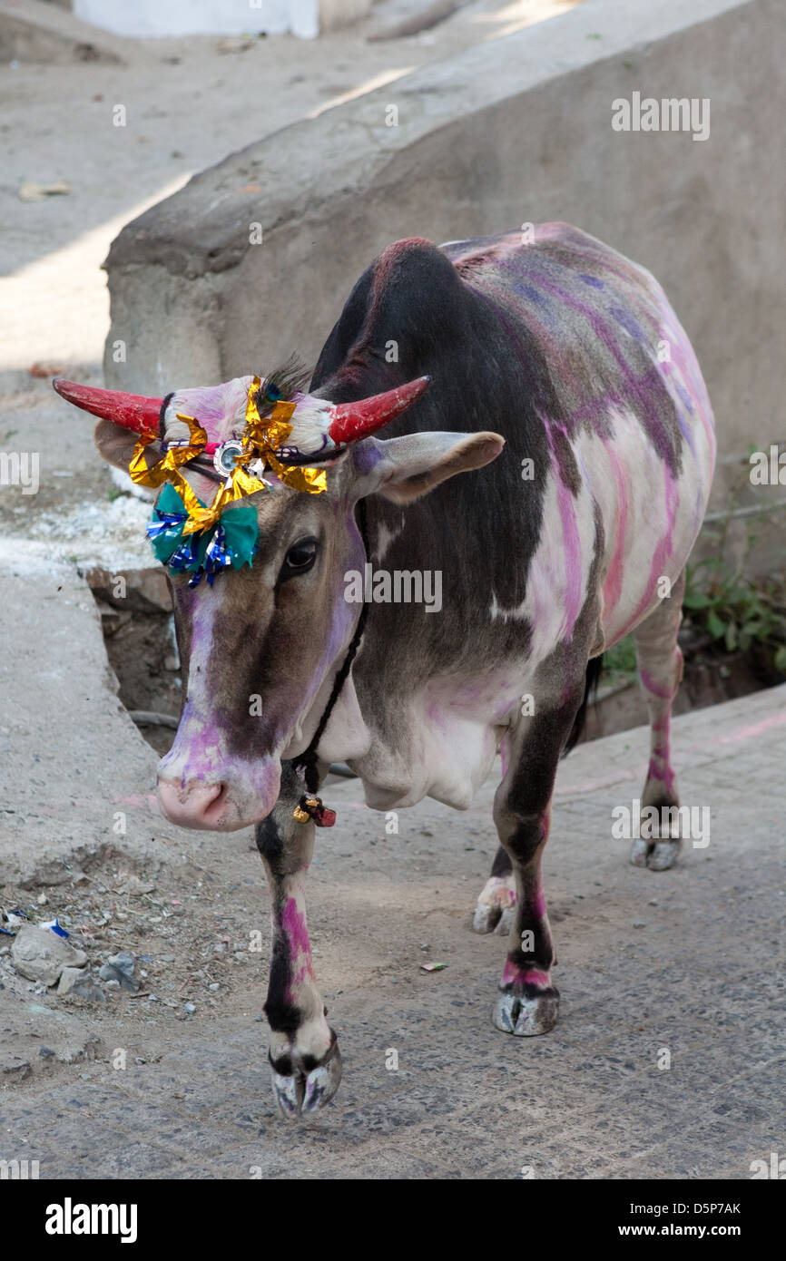 Holy cow hi-res stock photography and images - Alamy