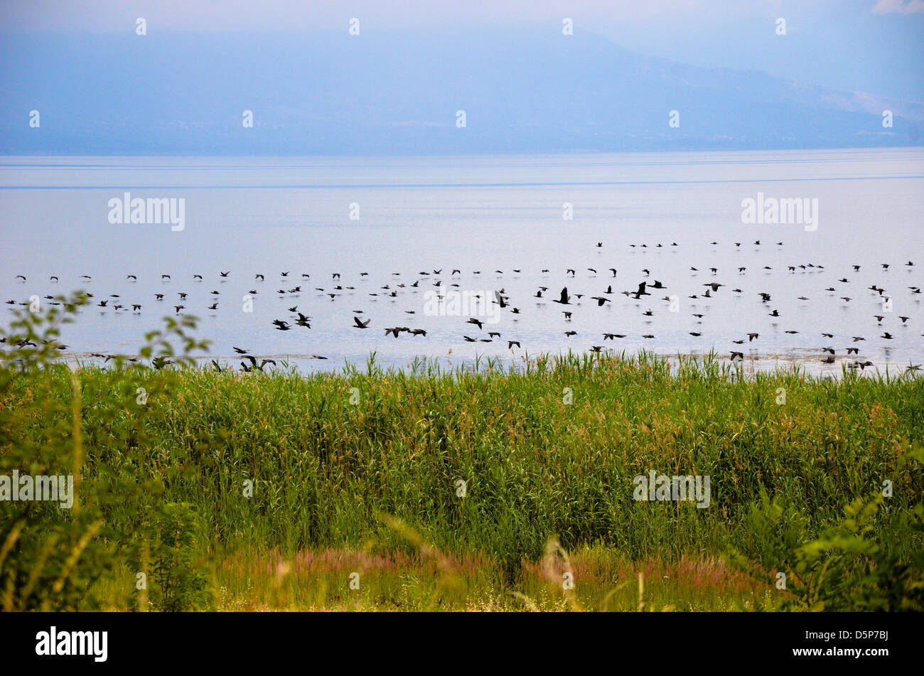 Birds by lake hi-res stock photography and images - Alamy