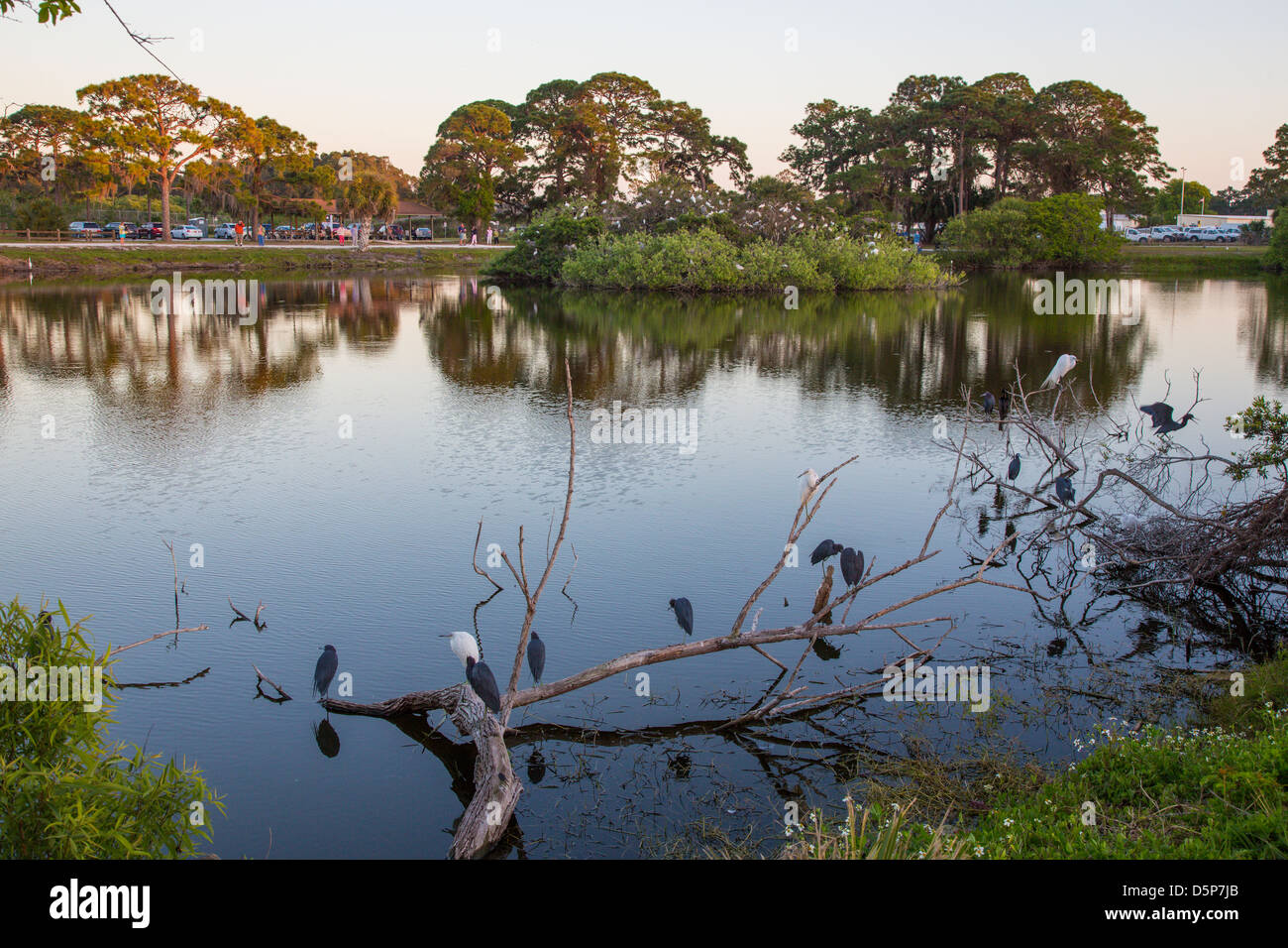 Audubon society hi-res stock photography and images - Alamy