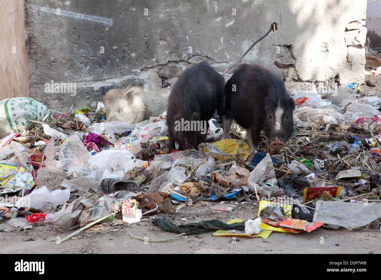 Filthy cows hi-res stock photography and images - Alamy