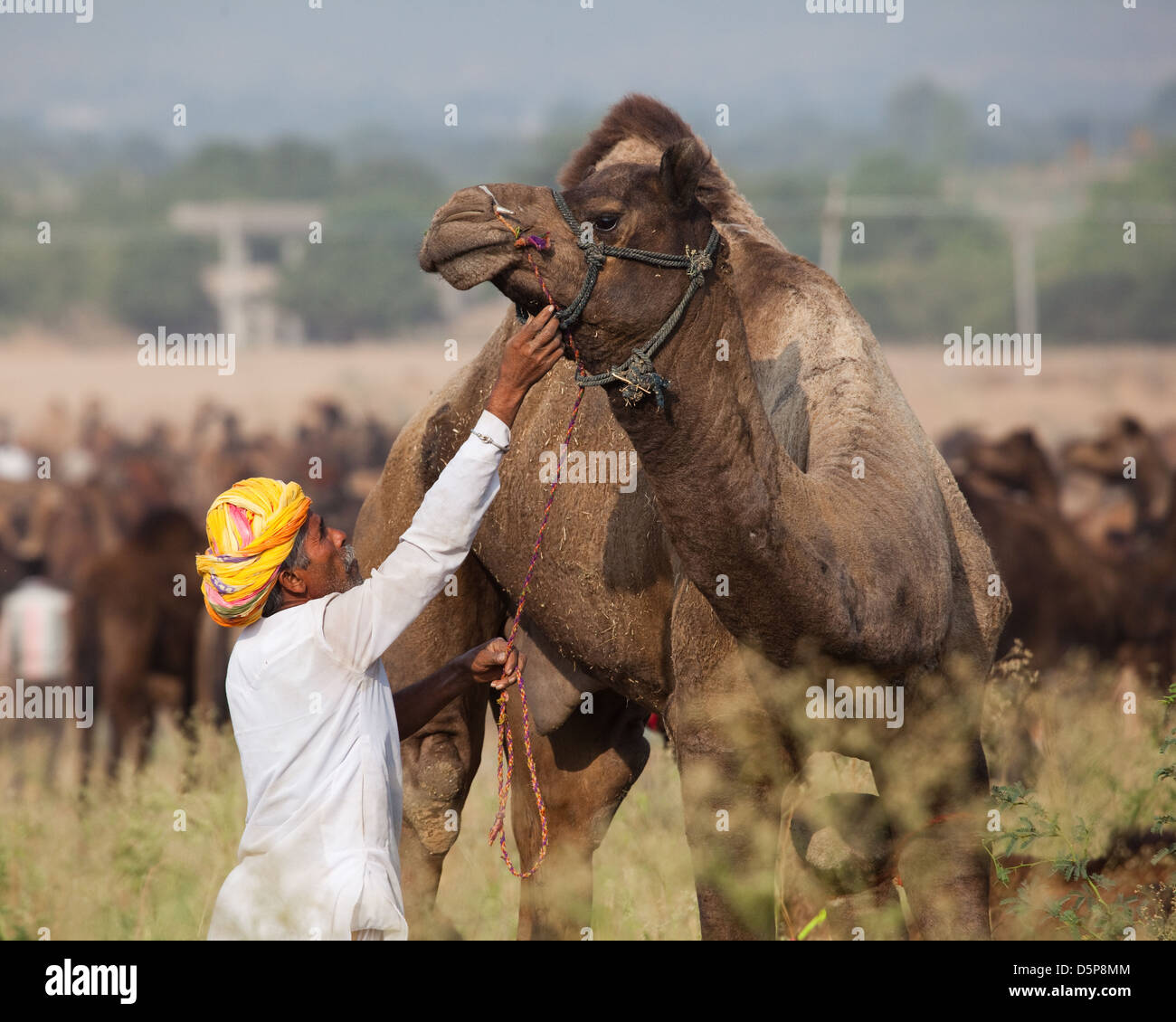 Fabulous beasts hi-res stock photography and images - Alamy