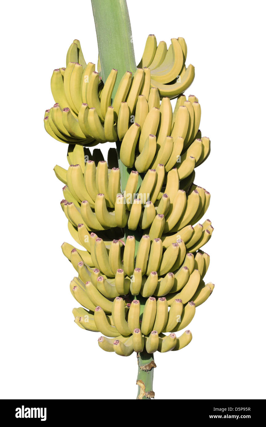 Bunch of bananas on banana branch plant Stock Photo - Alamy