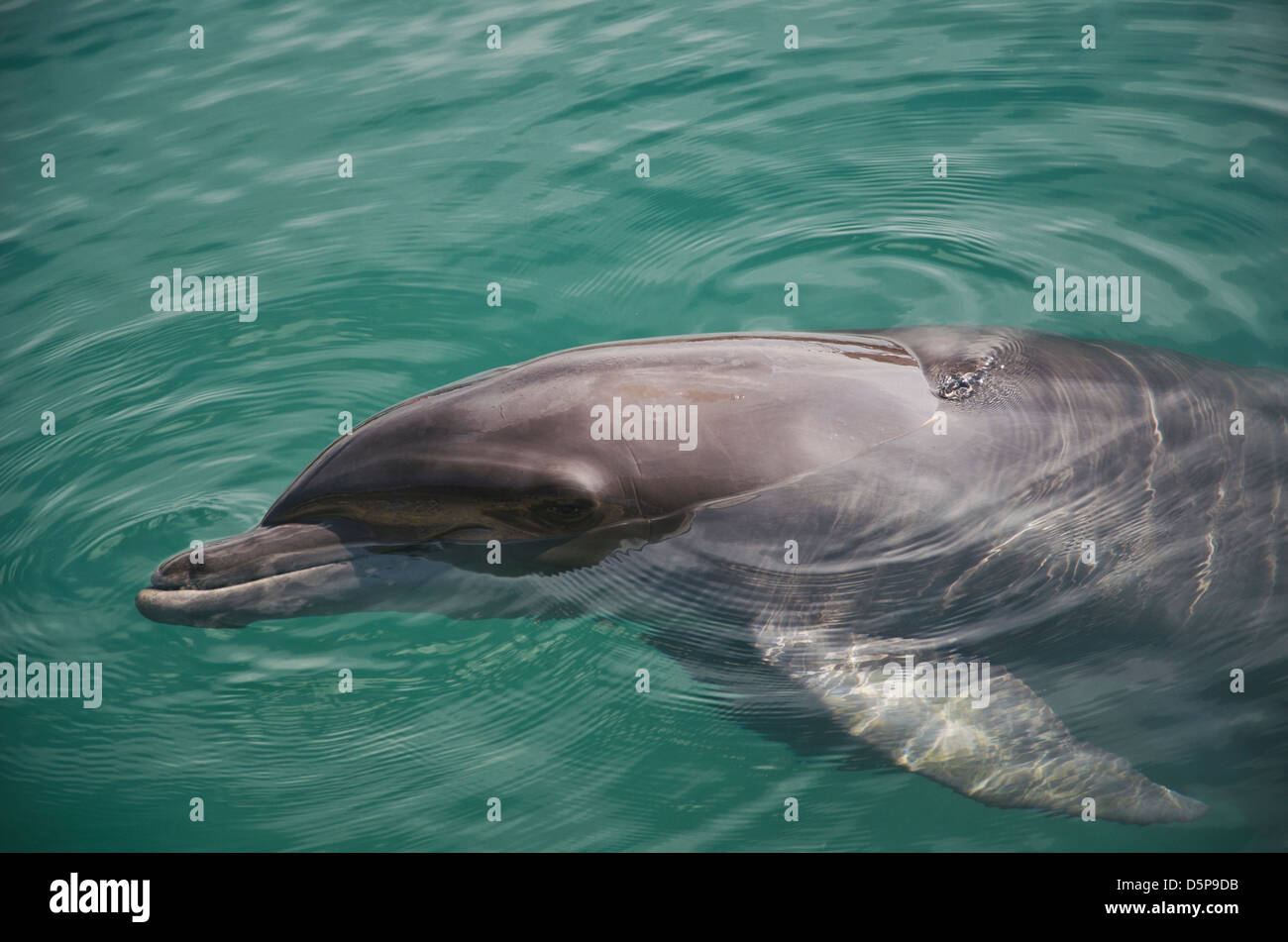 Smart bottlenose dolphin swimming on a Caribbean aquarium Stock Photo ...