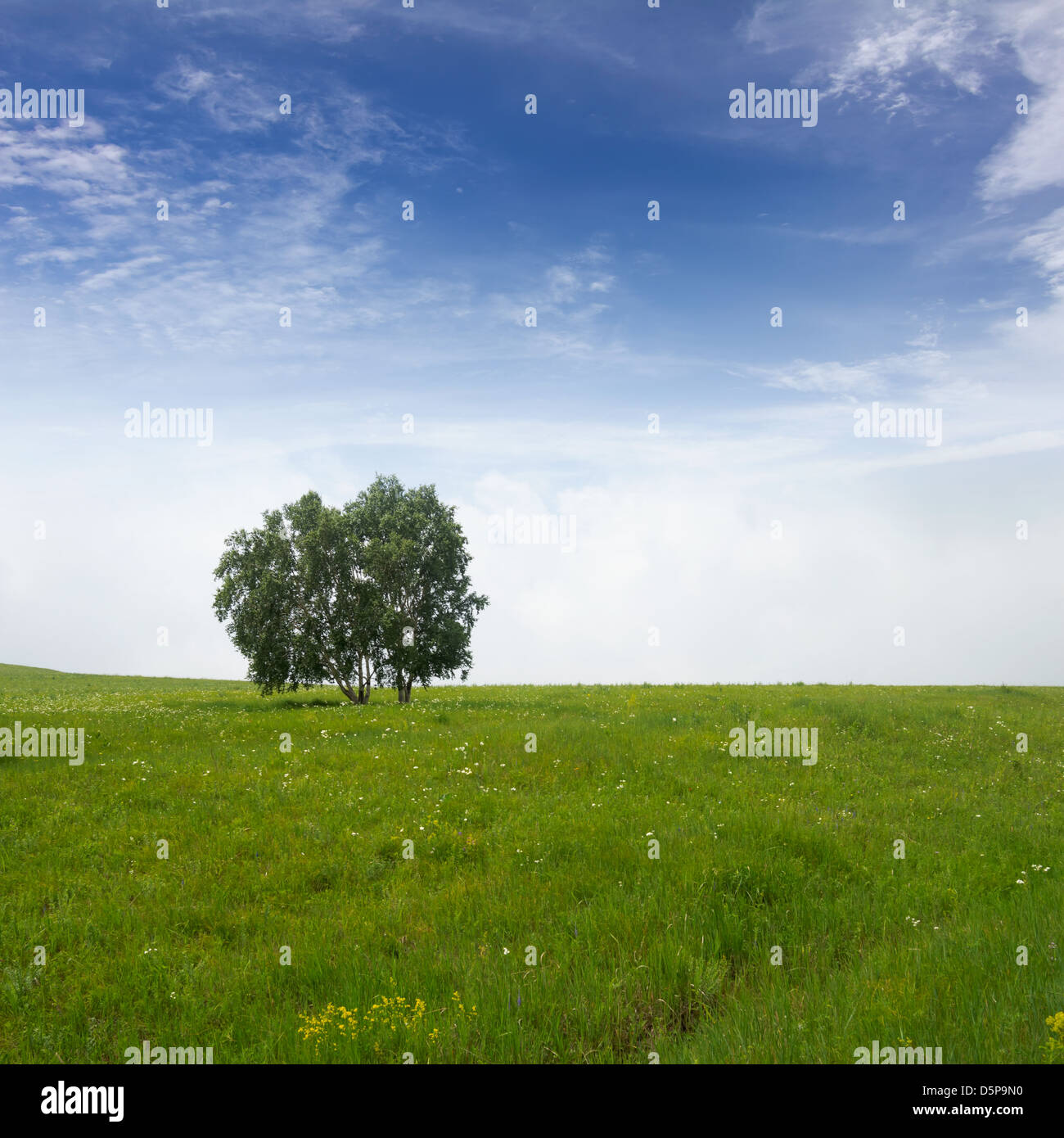 Bright grass and blue sky. Spring composition Stock Photo - Alamy