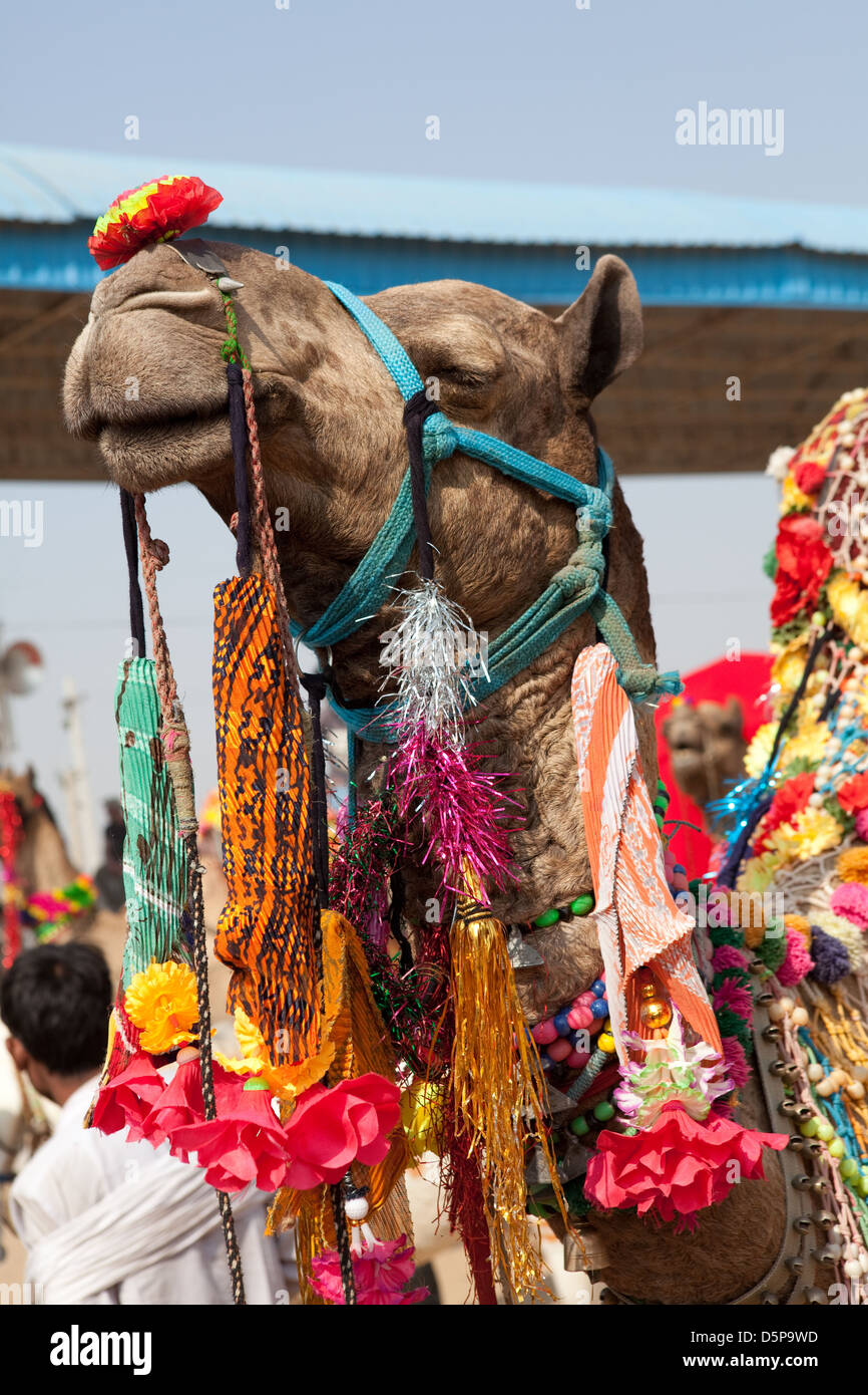 Pushkar Camel Festival, India Stock Photo - Alamy