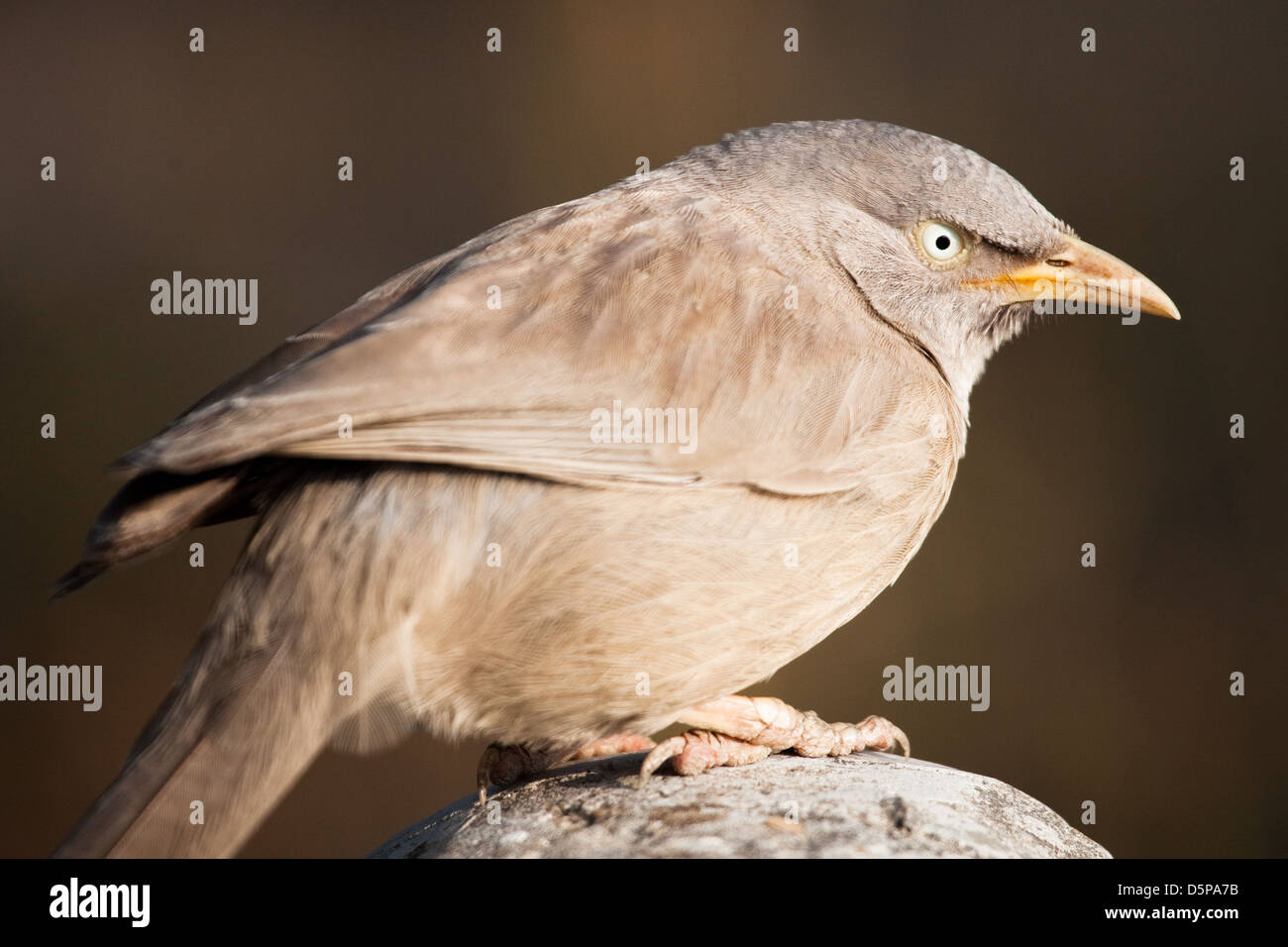 Fat Angry Bird High Resolution Stock Photography and Images - Alamy
