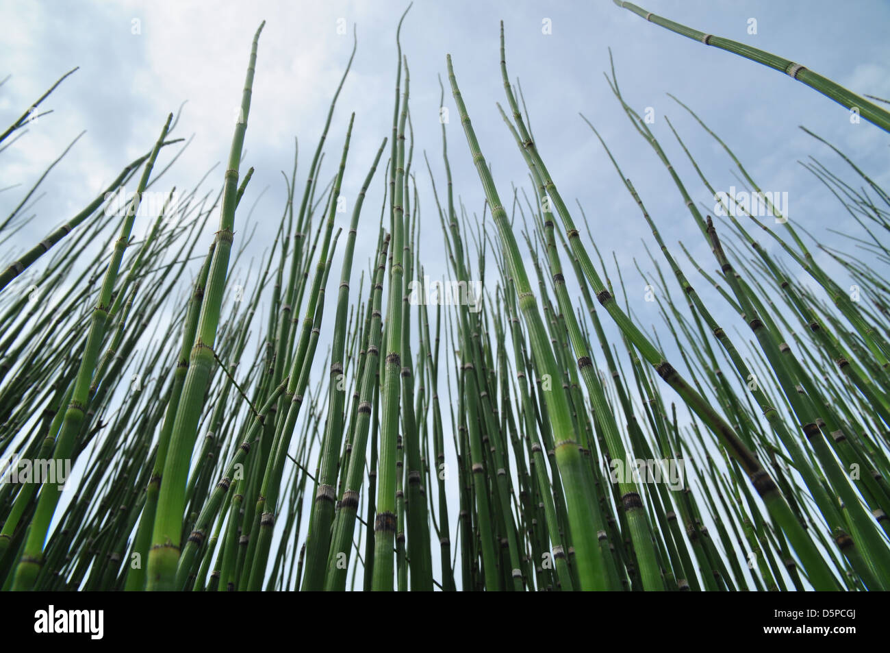 Little bamboo hi-res stock photography and images - Alamy