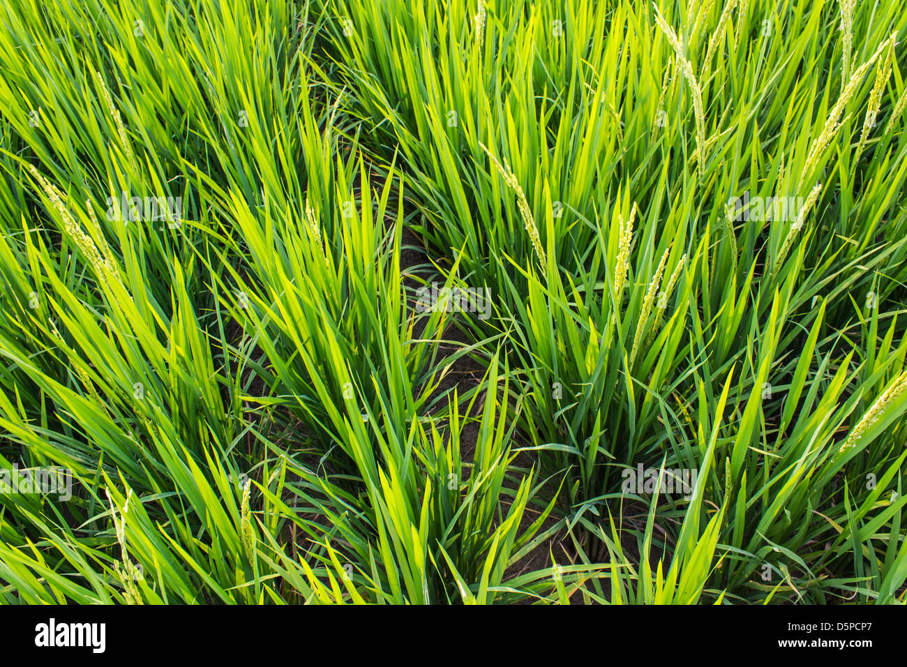 Green fresh rice fields Stock Photo - Alamy