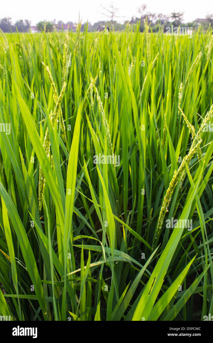 Green fresh rice fields Stock Photo - Alamy