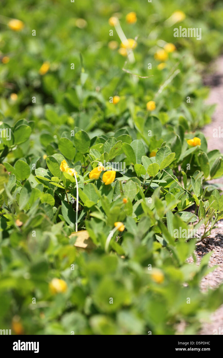 Green bush small leaves in hi-res stock photography and images - Alamy