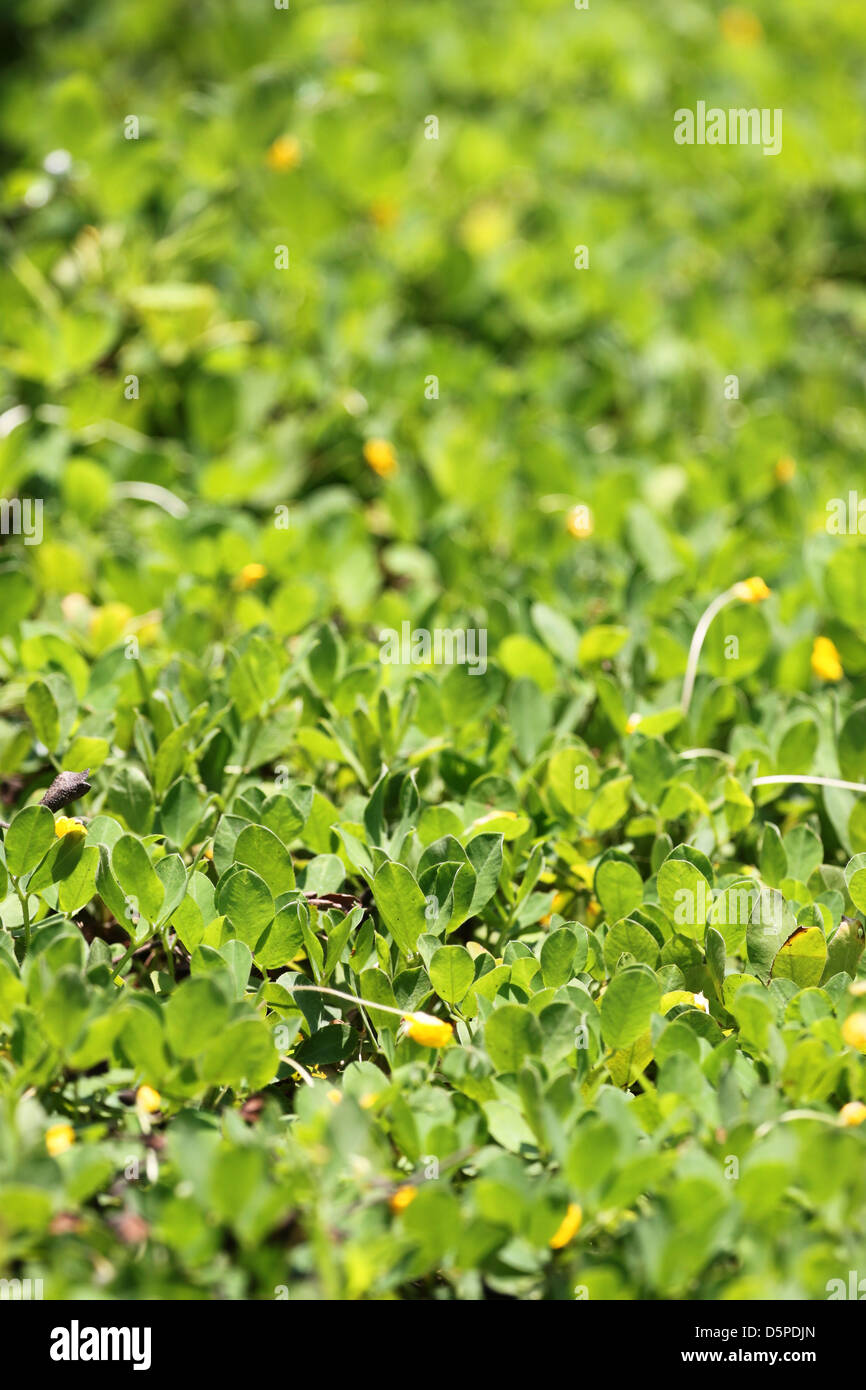 Green bush small leaves in hi-res stock photography and images - Alamy