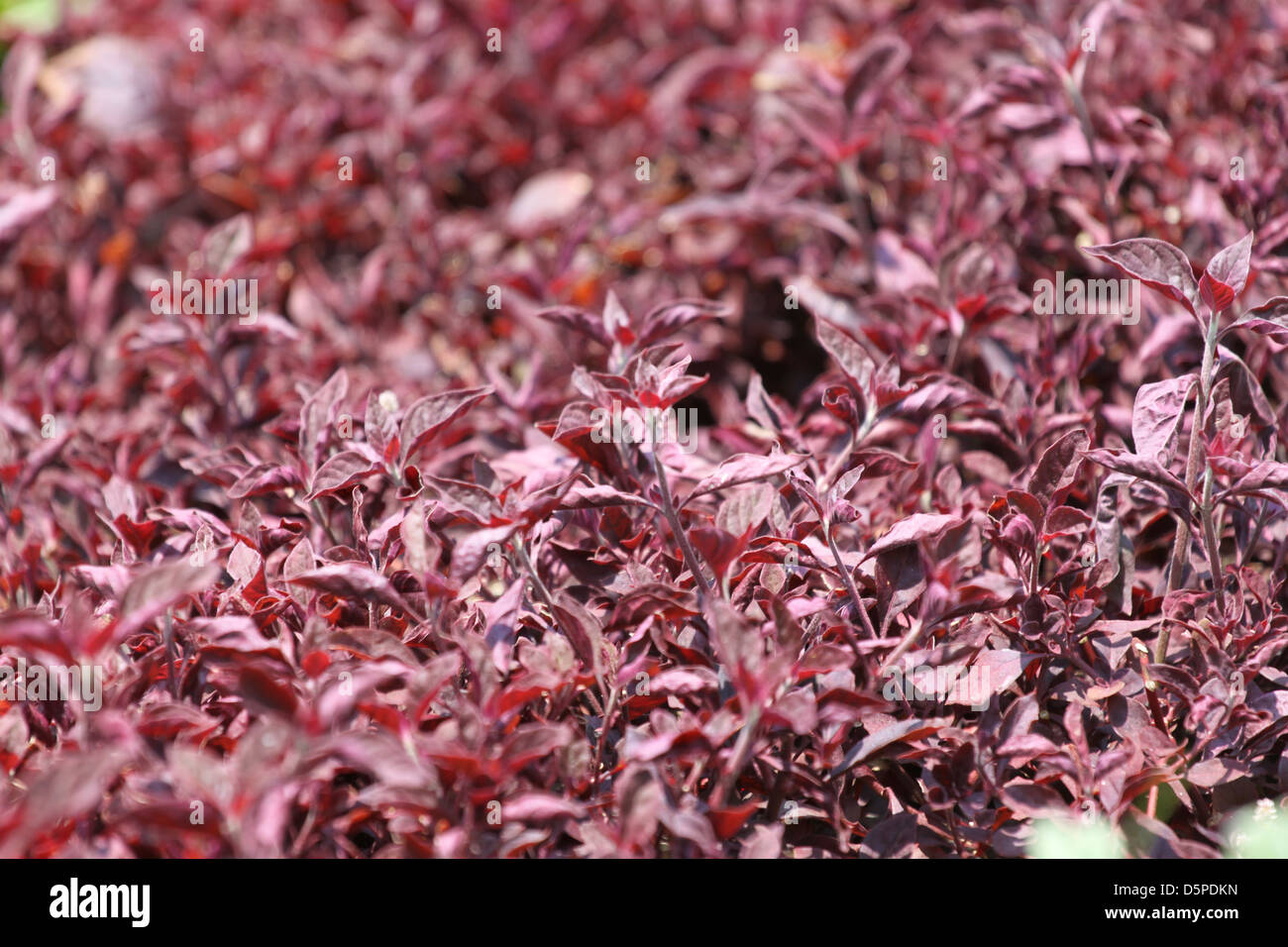 A violet leaves leaves in the garden Stock Photo - Alamy