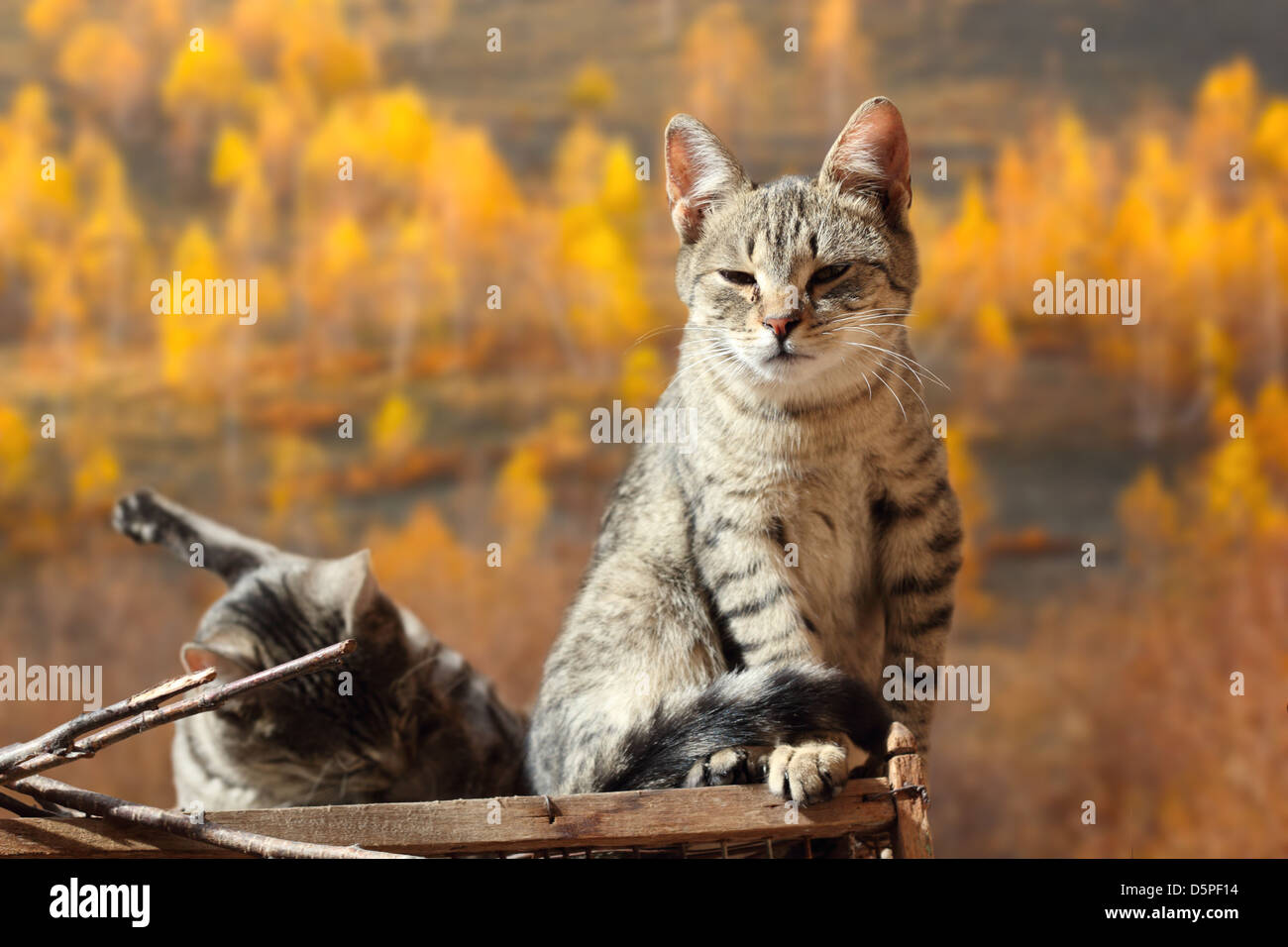 two cats relaxing over golden autumn forest background Stock Photo - Alamy